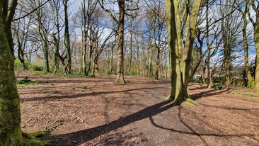 diary of a pimply kid: memories of the late 60s & 70s – Focus on the Trees.